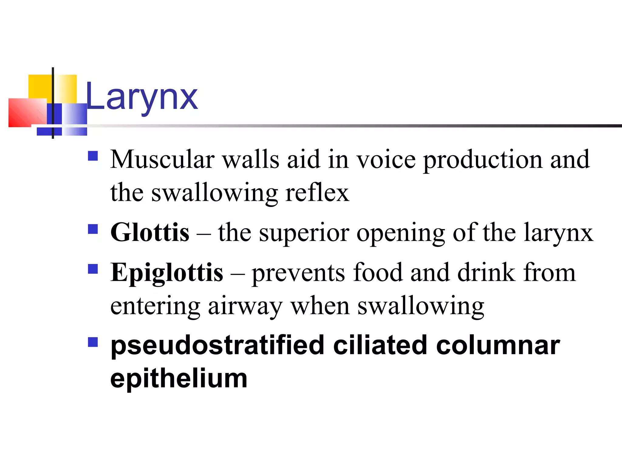 Anatomy of respiratory system | PPT