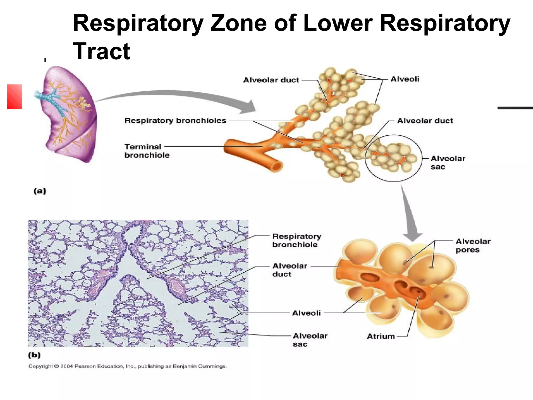 Anatomy of respiratory system | PPT