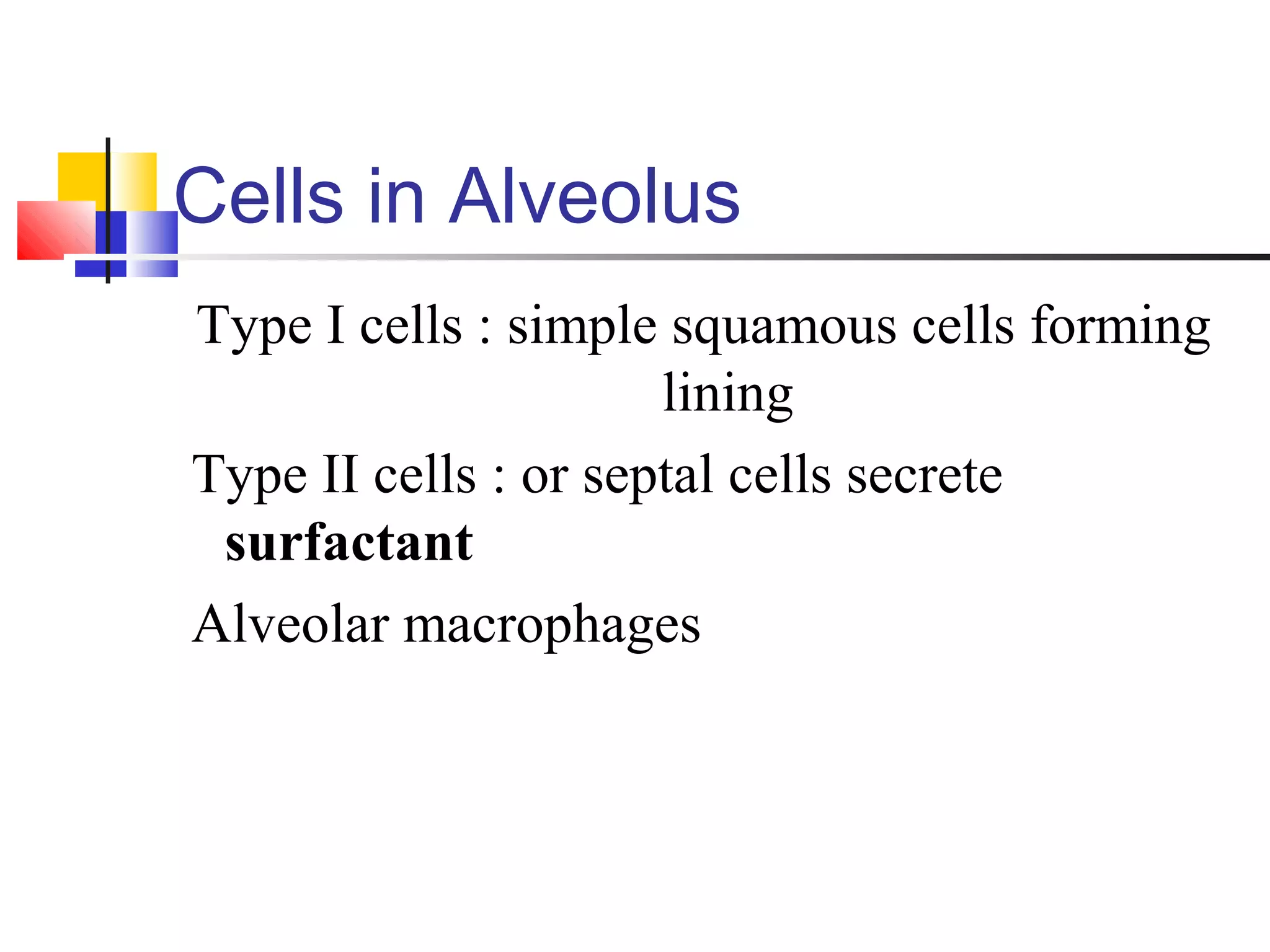Anatomy of respiratory system | PPT