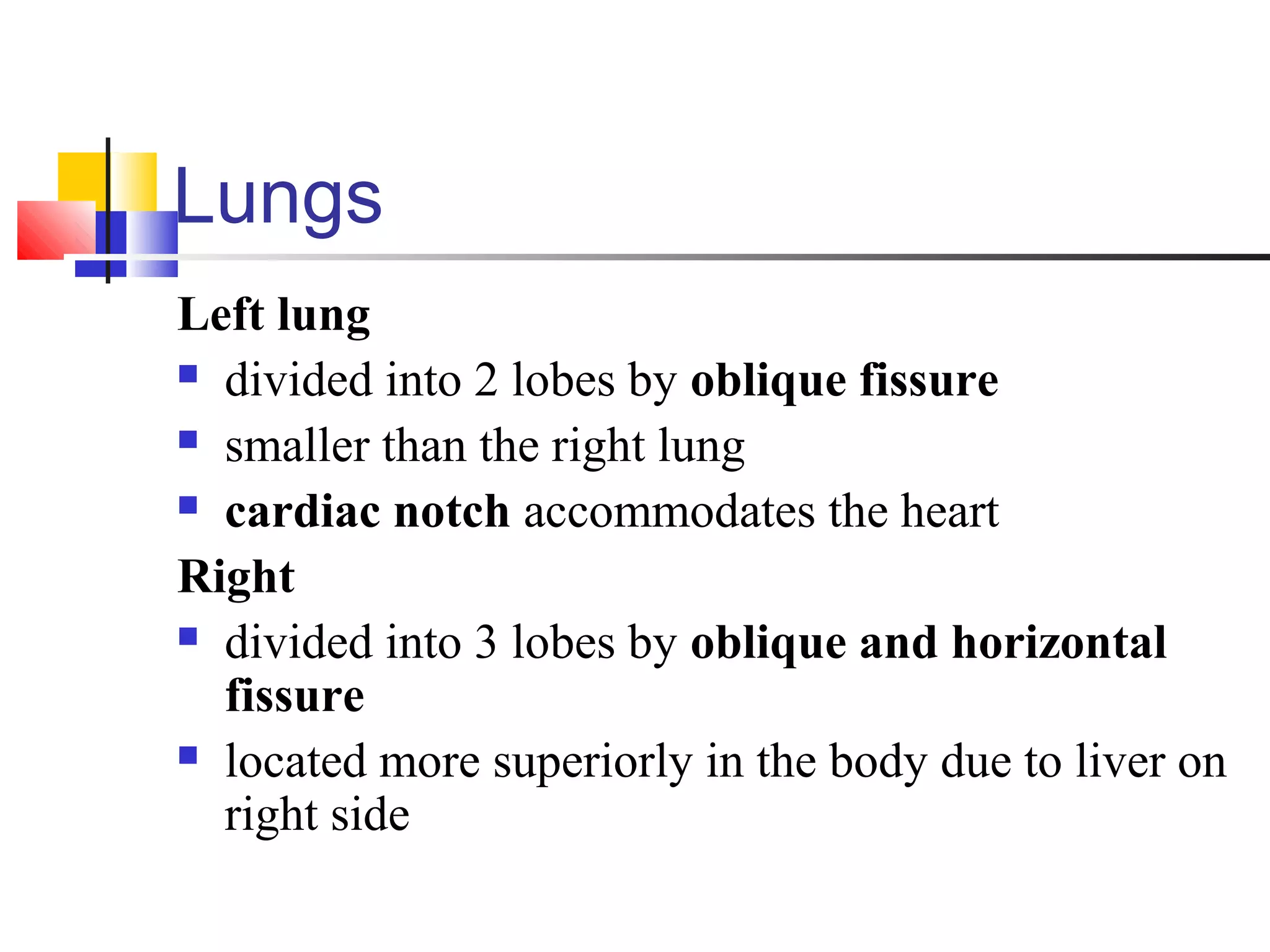 Anatomy of respiratory system | PPT