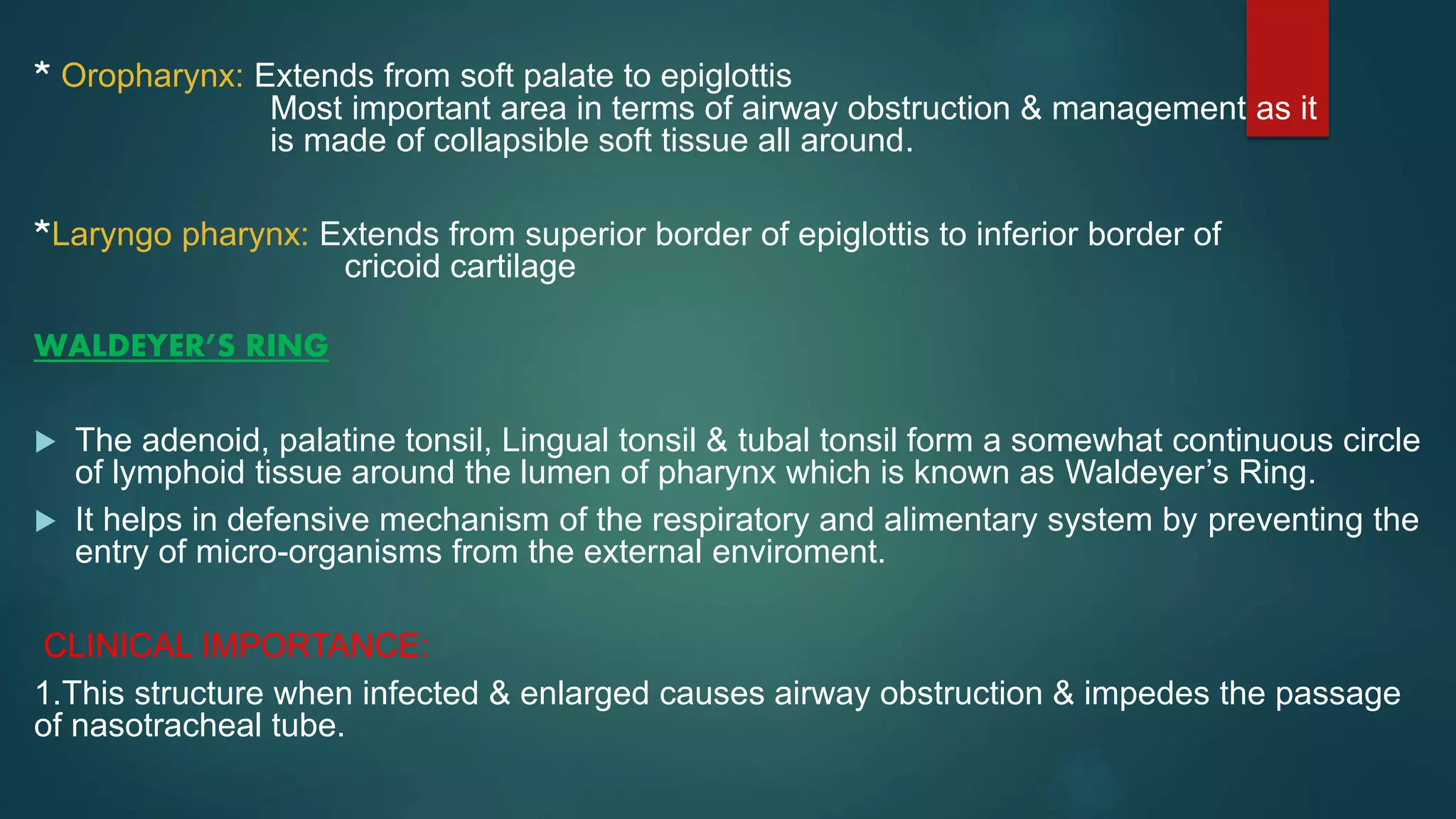 Anatomy of respiratory system | PPTX