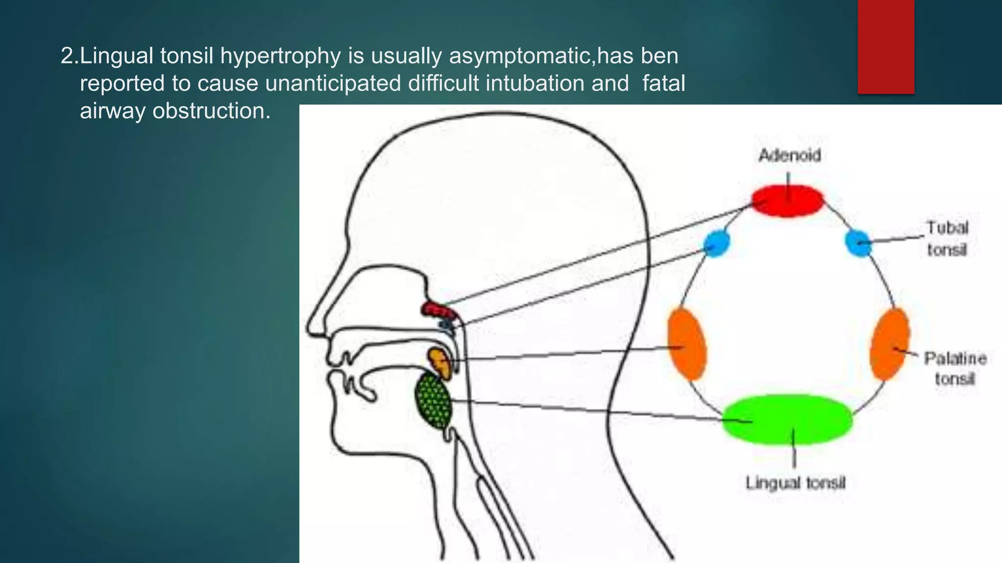 Anatomy of respiratory system | PPTX