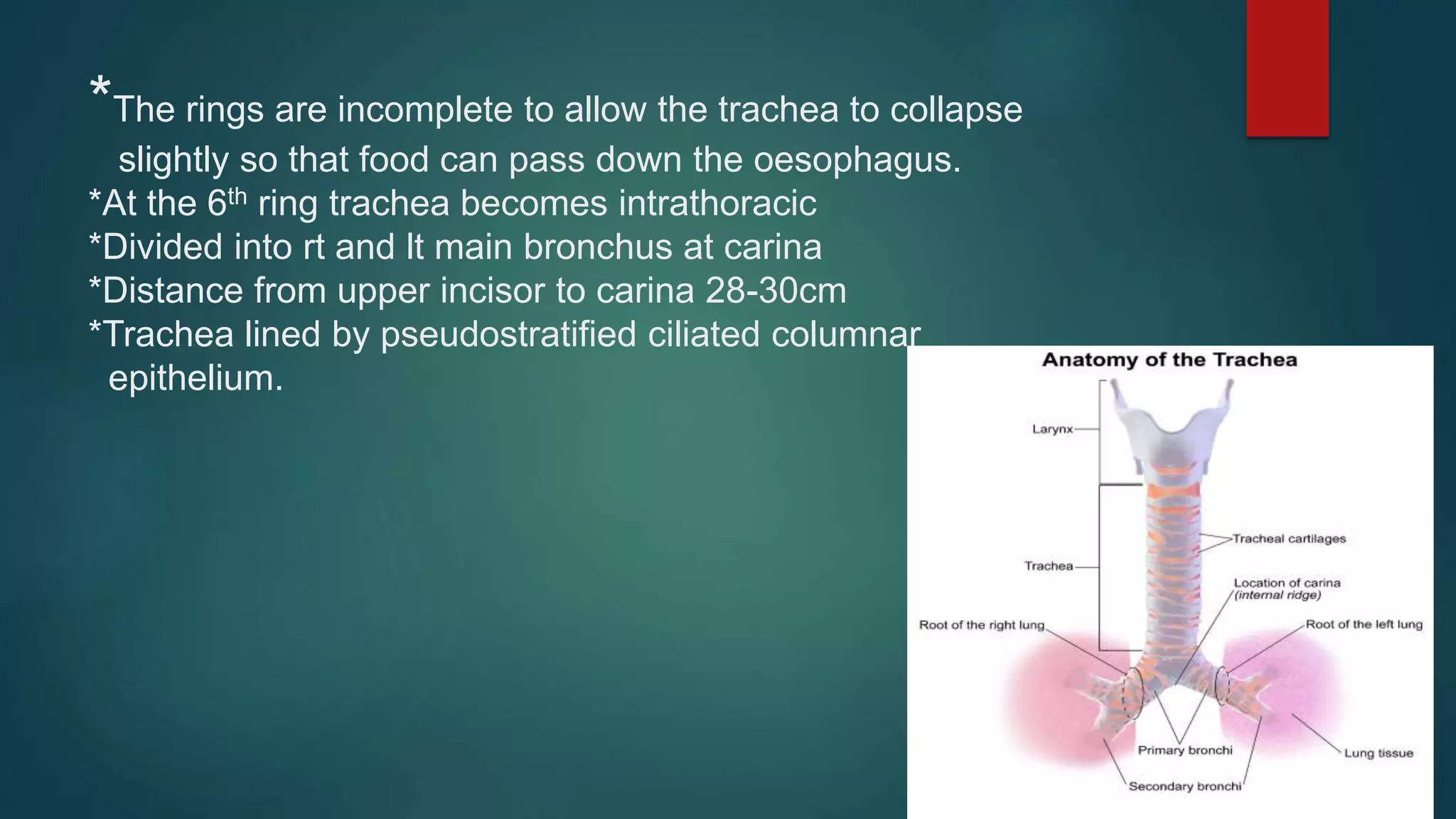 Anatomy of respiratory system | PPTX