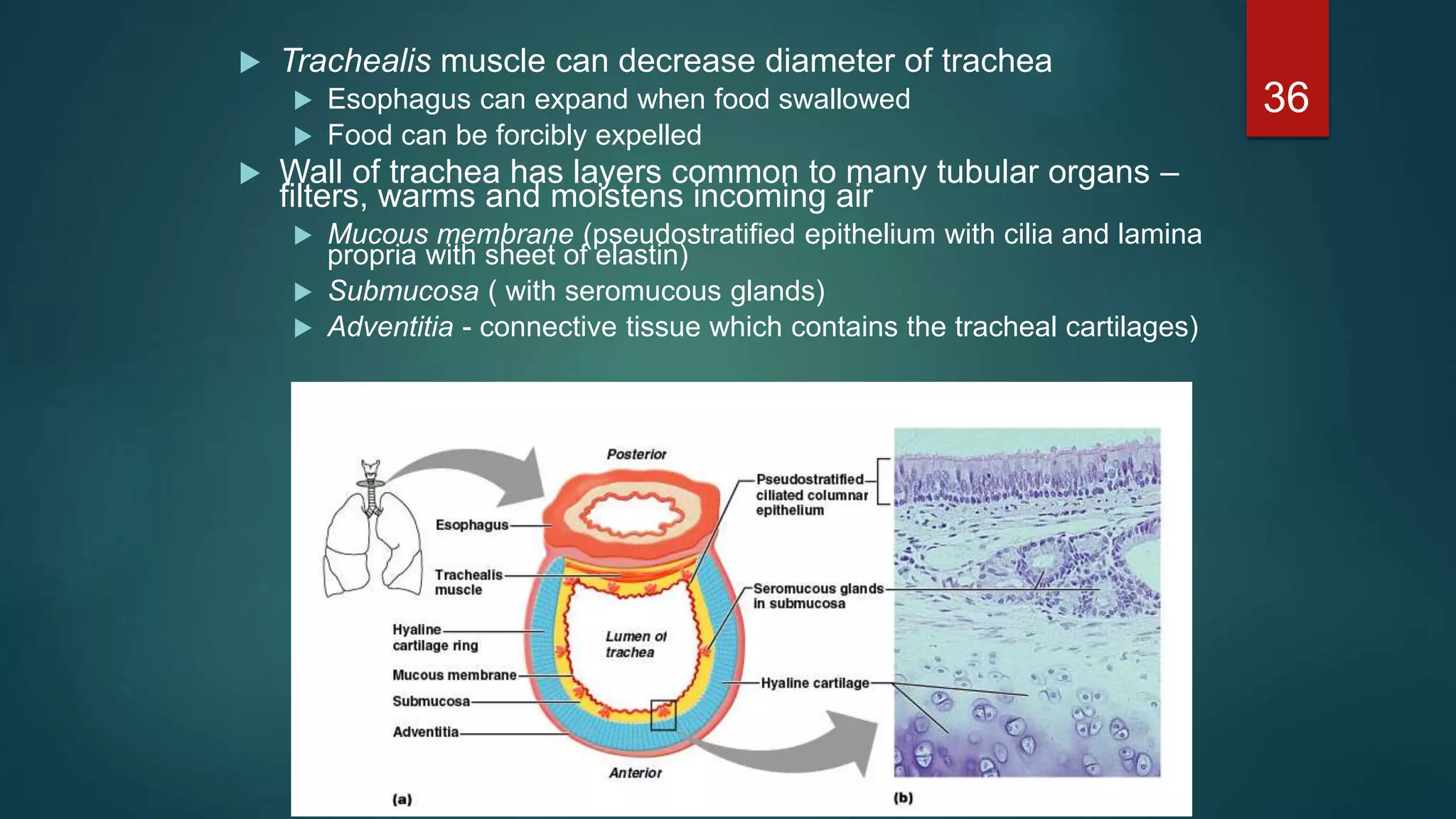 Anatomy of respiratory system | PPTX