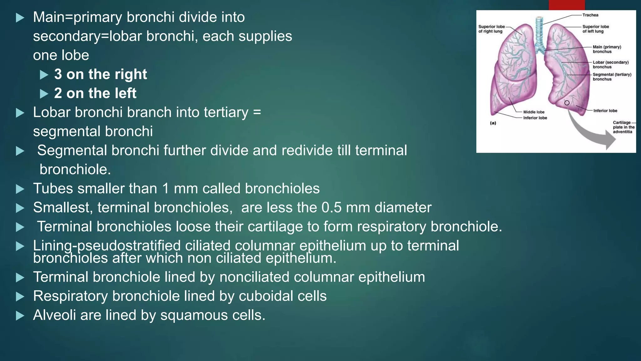Anatomy of respiratory system | PPTX