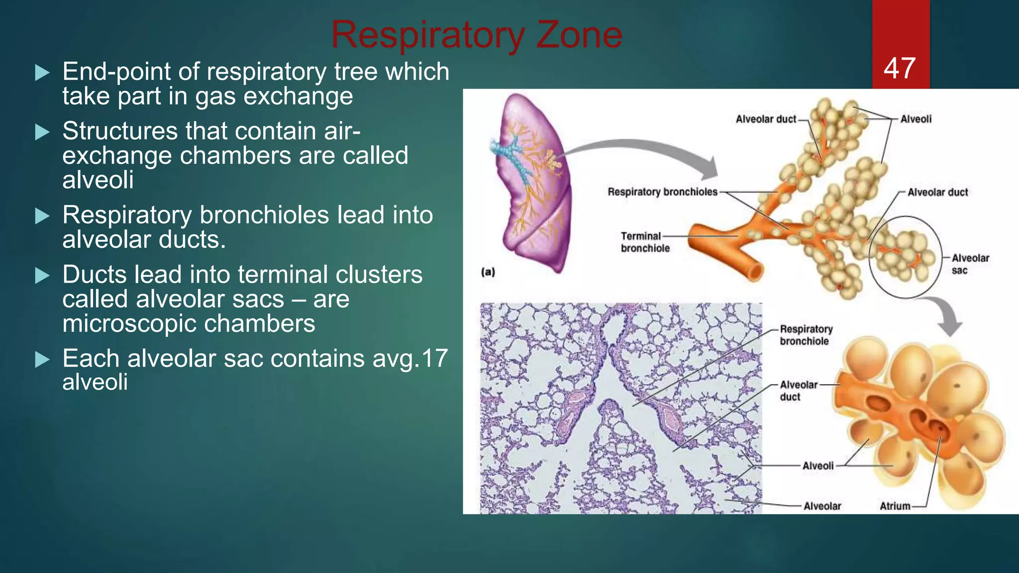 Anatomy of respiratory system | PPTX
