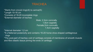Anatomy of respiratory system | PPTX