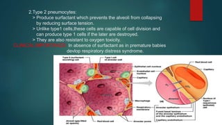 Anatomy of respiratory system | PPTX