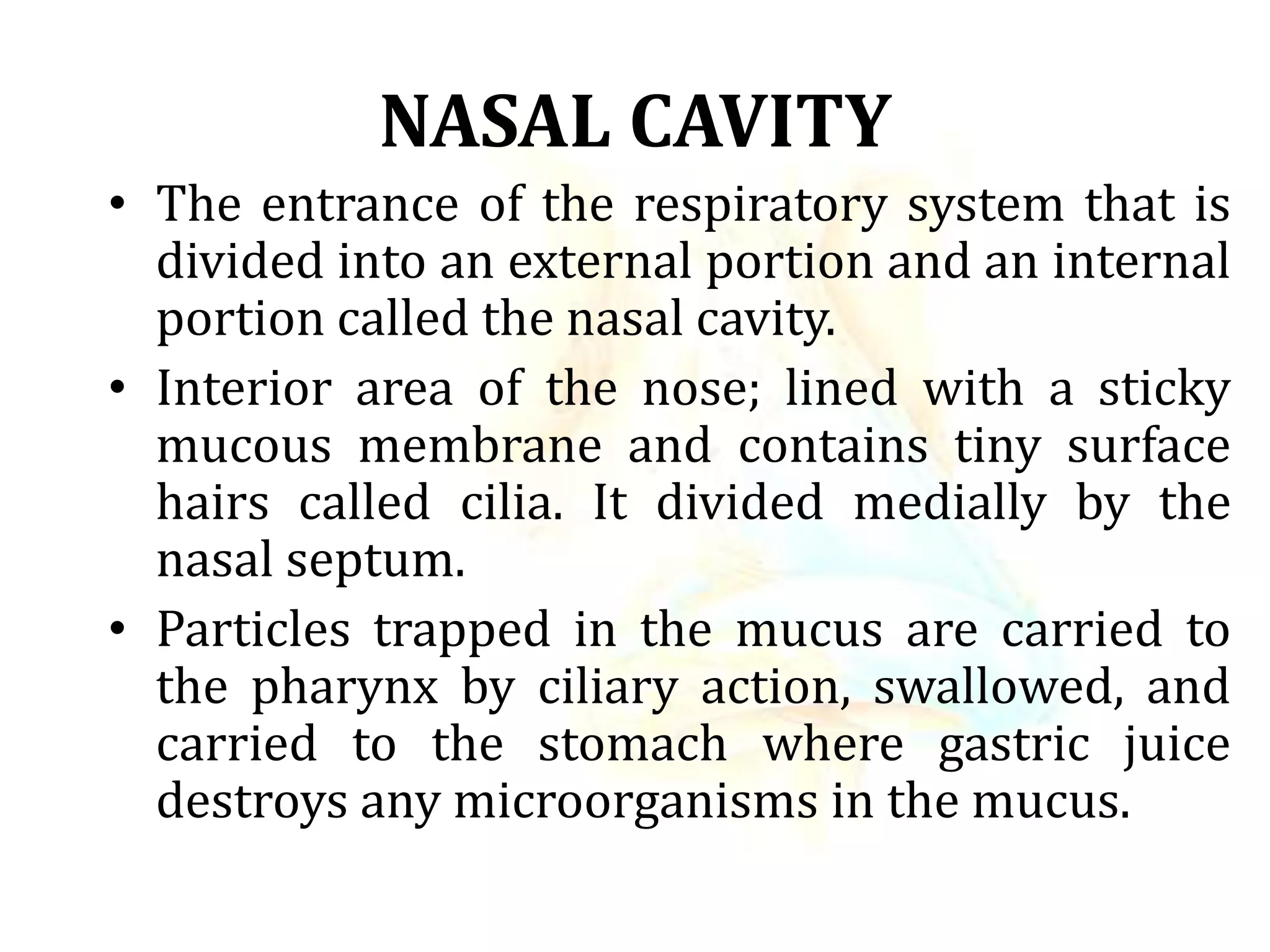 Respiratory System - Anatomy | PPSX