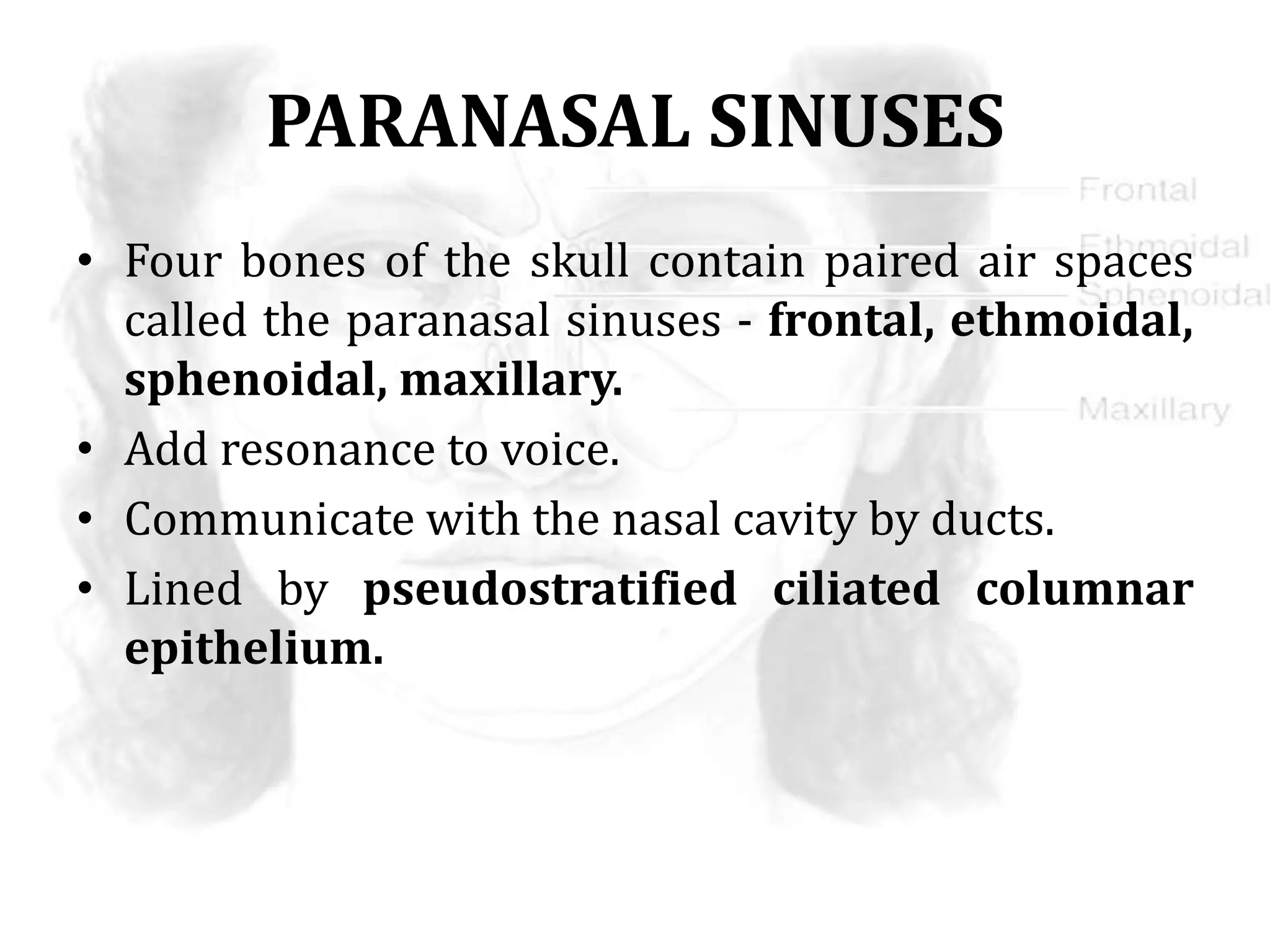 Respiratory System - Anatomy | PPSX