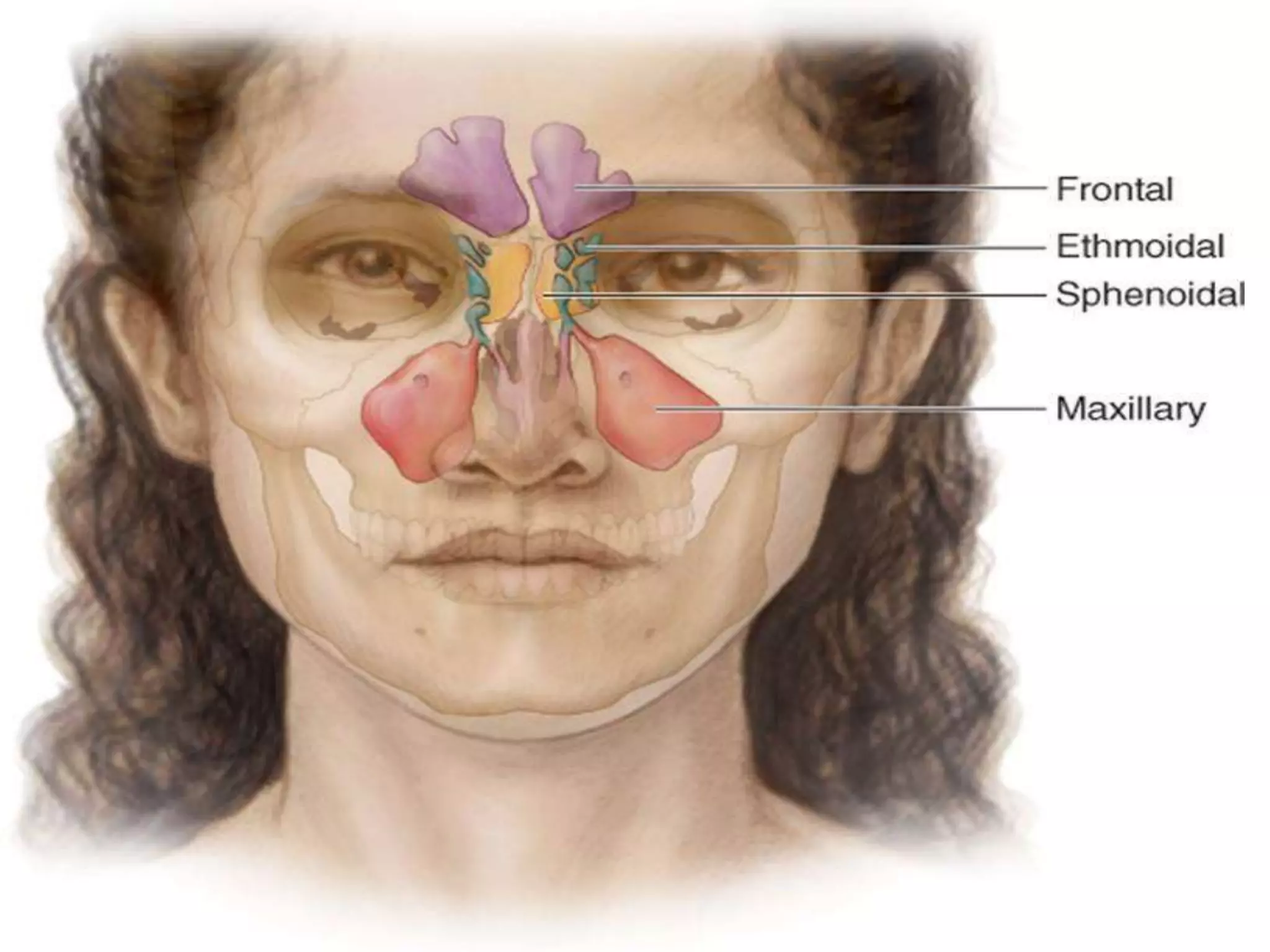 Respiratory System - Anatomy | PPSX