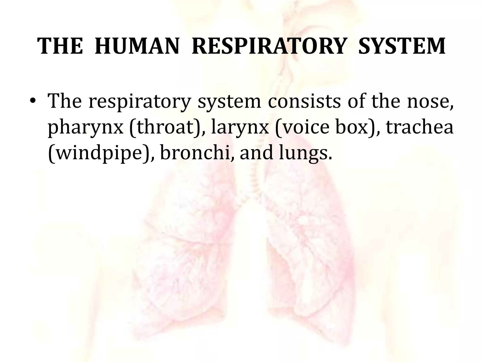 Respiratory System - Anatomy | PPSX