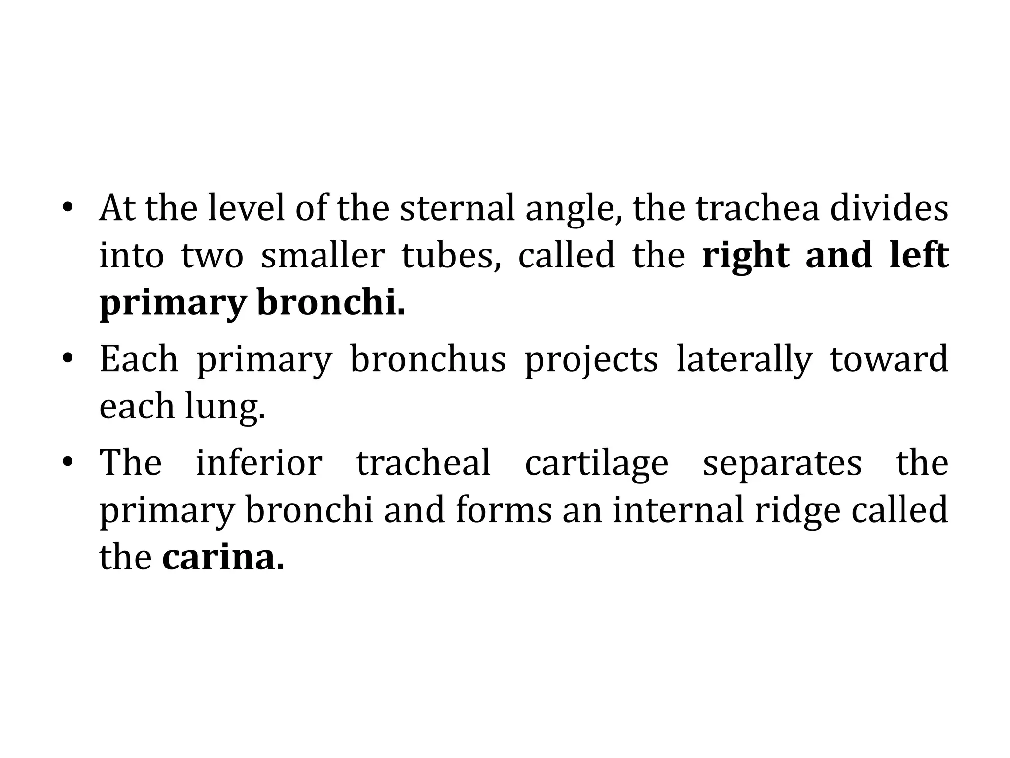 Respiratory System - Anatomy | PPSX
