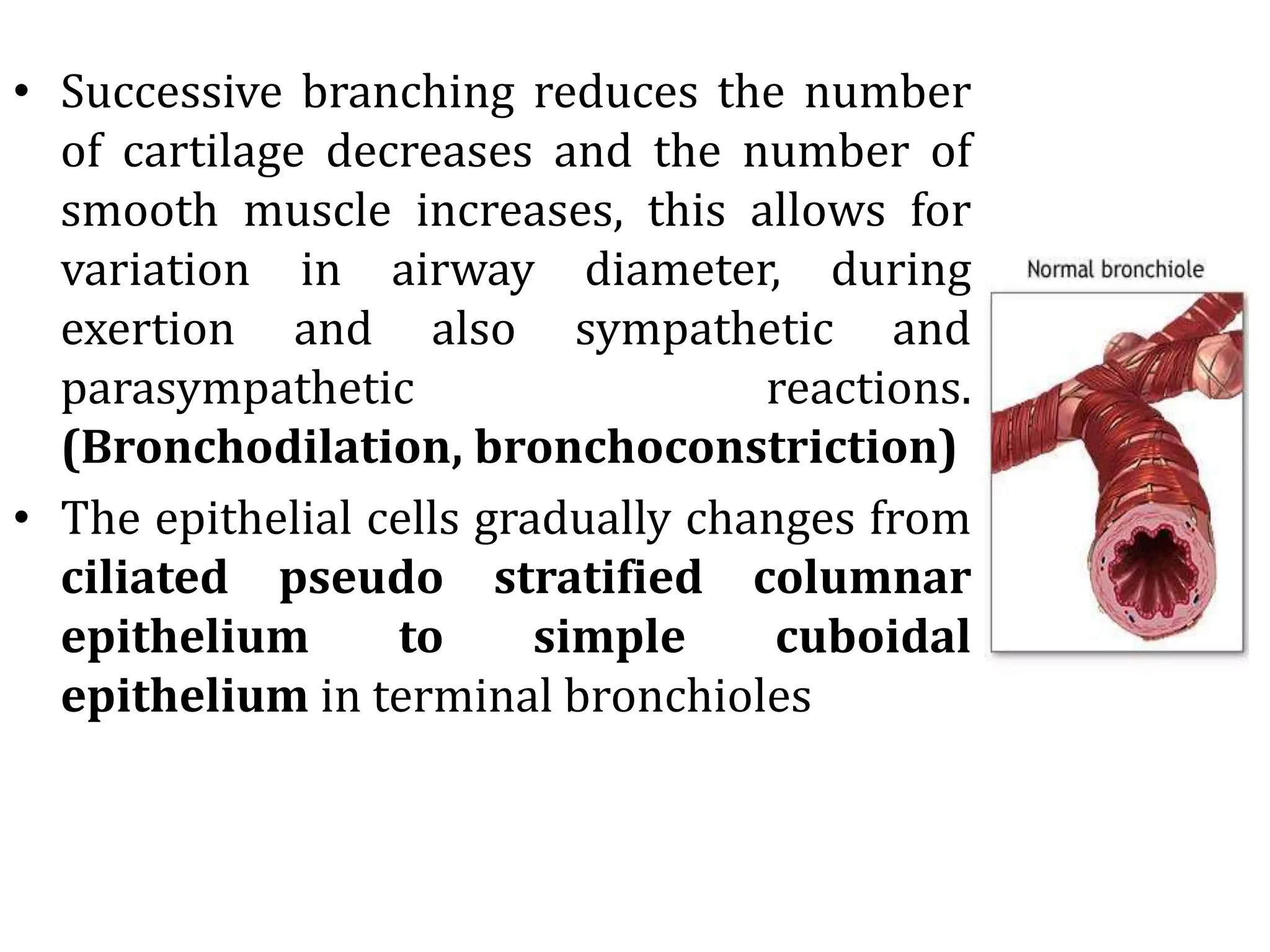 Respiratory System - Anatomy | PPSX