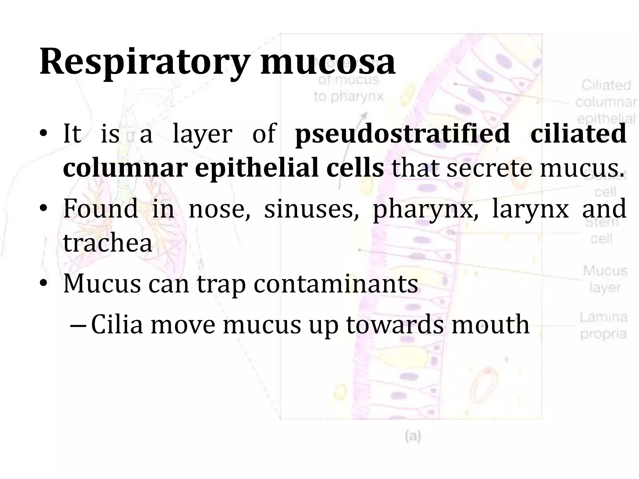 Respiratory System - Anatomy | PPSX