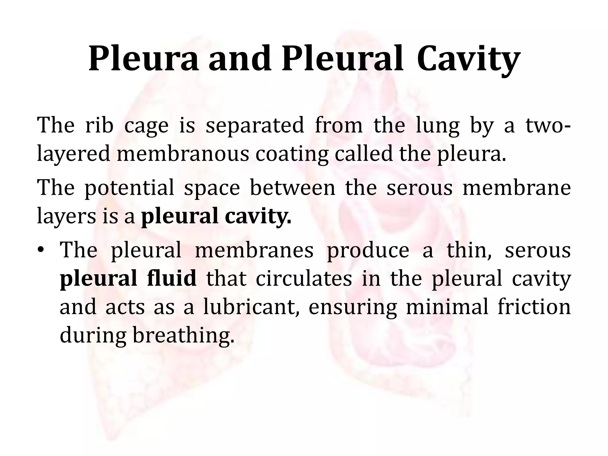 Respiratory System Anatomy Ppsx