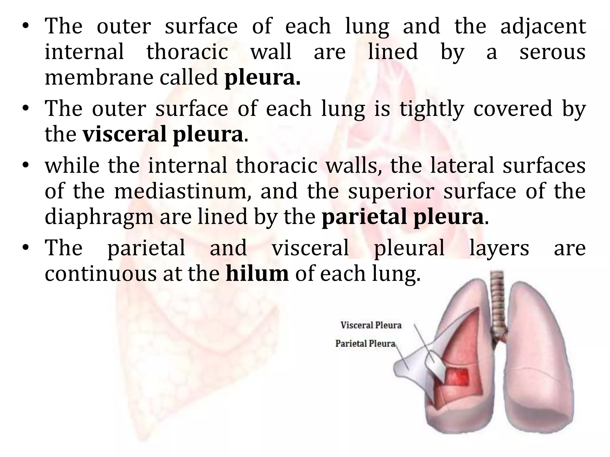 Respiratory System - Anatomy | PPSX