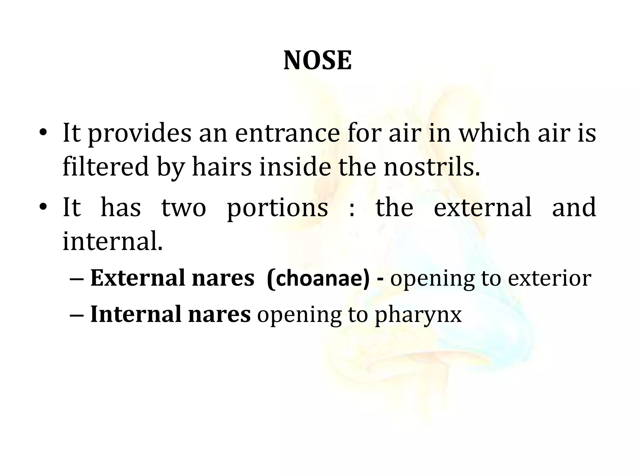 Respiratory System - Anatomy | PPSX