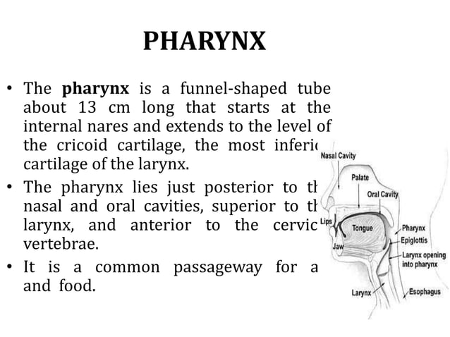 Respiratory System - Anatomy | PPSX
