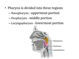Respiratory System - Anatomy | PPSX