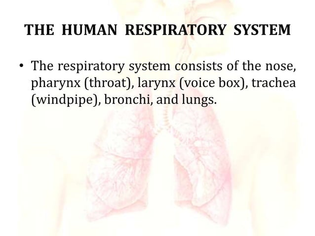 Respiratory System - Anatomy | PPSX