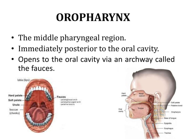 Respiratory System - Anatomy | PPSX