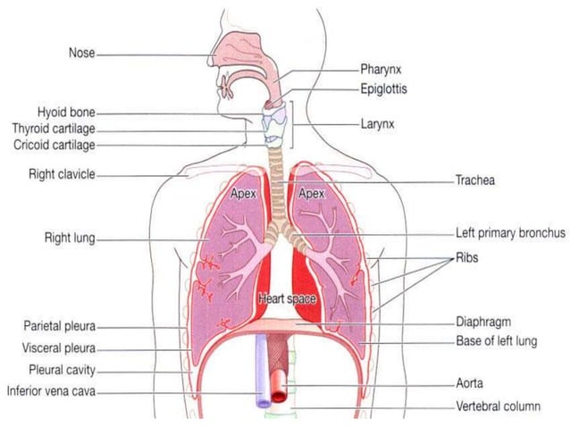 Respiratory System - Anatomy | PPSX