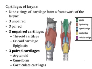 Respiratory System - Anatomy | PPSX