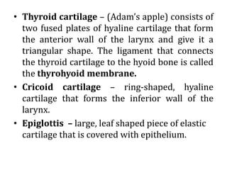 Respiratory System - Anatomy | PPSX