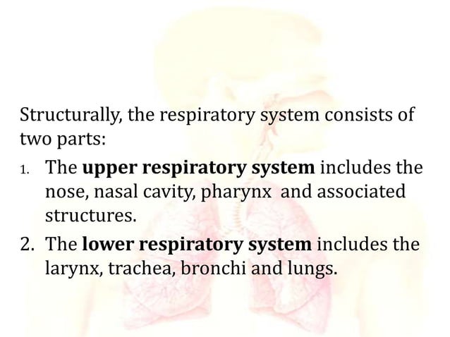 Respiratory System - Anatomy | PPSX