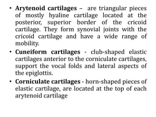 Respiratory System - Anatomy | PPSX