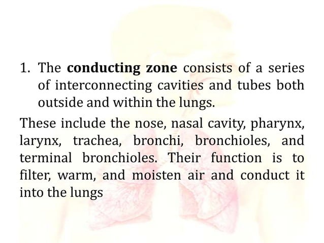 Respiratory System - Anatomy | PPSX