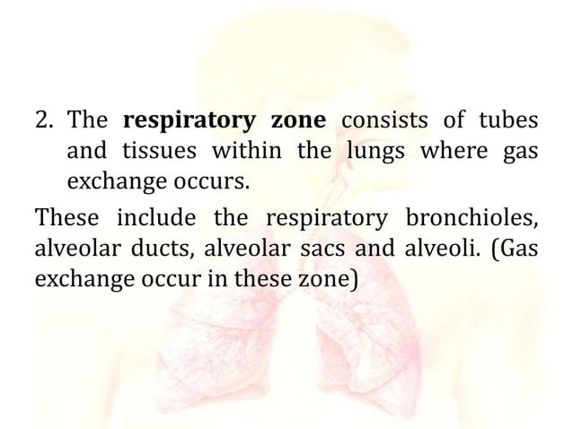 Respiratory System - Anatomy | PPSX