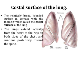 Respiratory System - Anatomy | PPSX