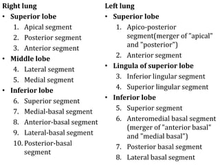 Respiratory System - Anatomy | PPSX