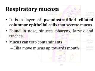 Respiratory System - Anatomy | PPSX
