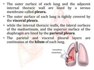 Respiratory System - Anatomy | PPSX