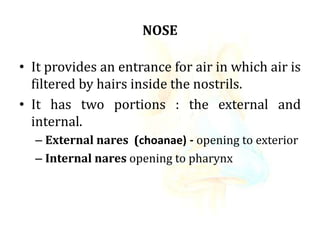 Respiratory System - Anatomy | PPSX