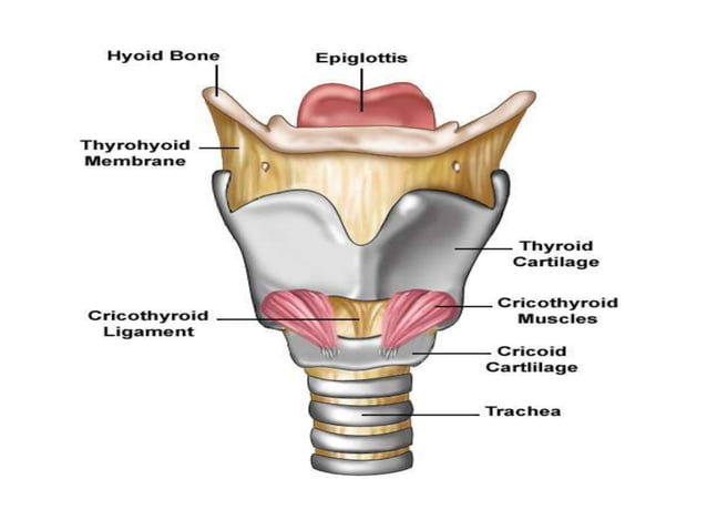 Respiratory System - Anatomy | PPT