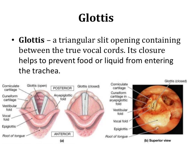 Glottis Vs Epiglottis Difference Between Uvula and Epiglottis - YouTube