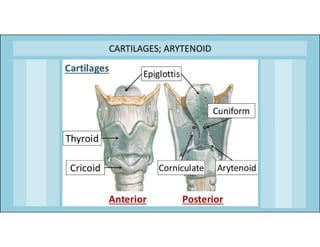 Anatomy of respiratory system | PDF