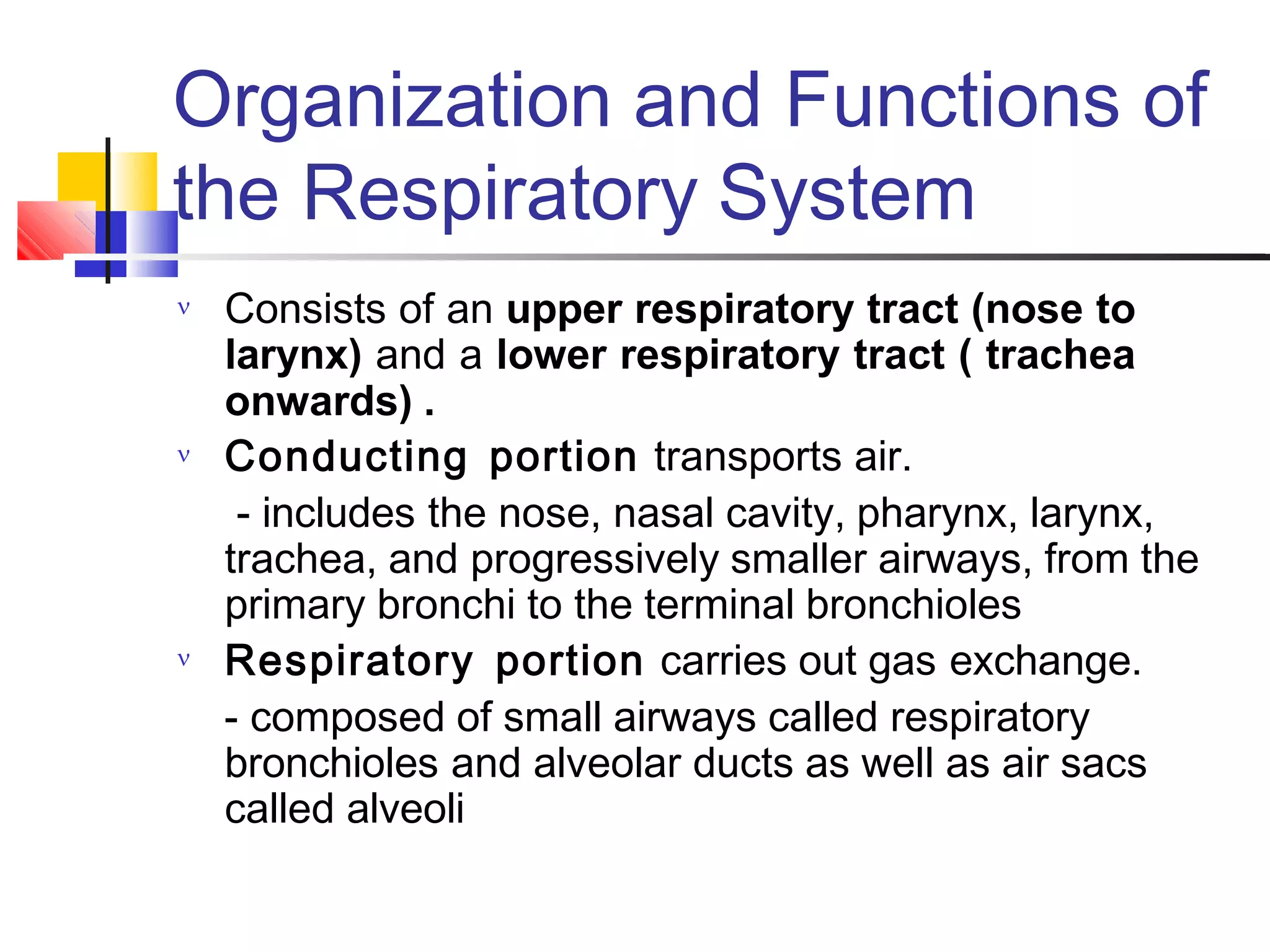Anatomy of respiratory system | PPTX