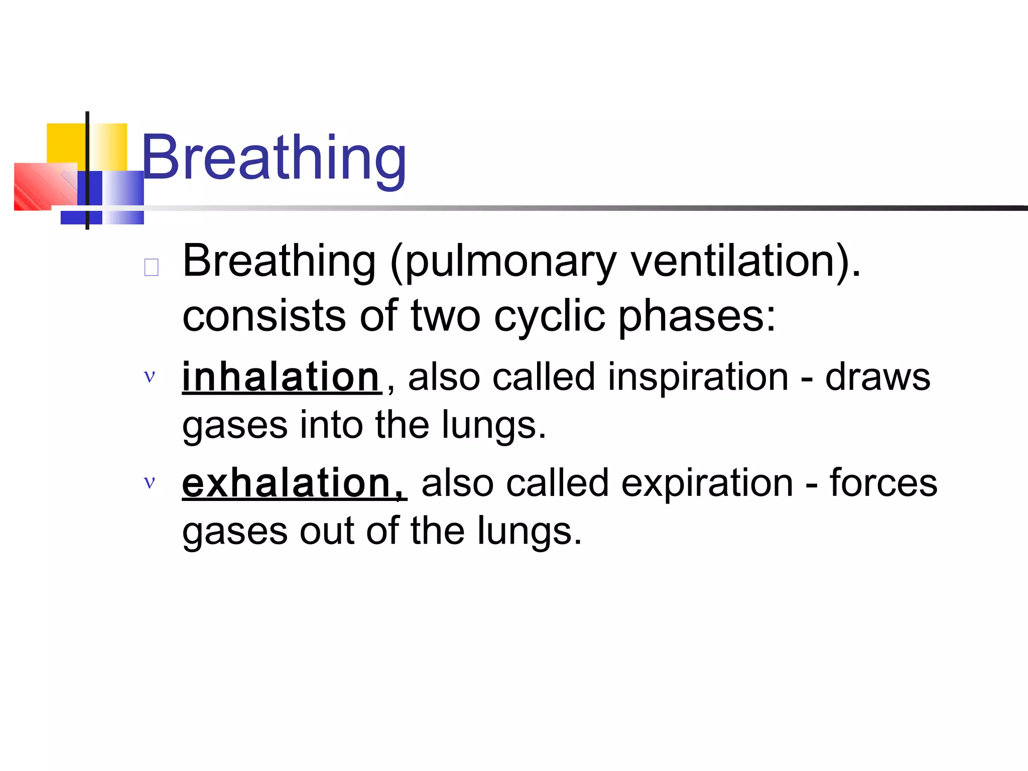 Anatomy of respiratory system | PPTX