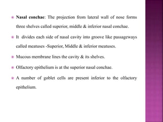 Anatomy of respiratory system | PPT