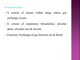 Anatomy of respiratory system | PPTX