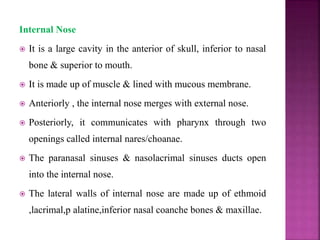 Anatomy of respiratory system | PPT