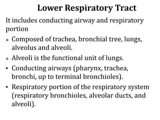 Anatomy of Respiratory system.pptx