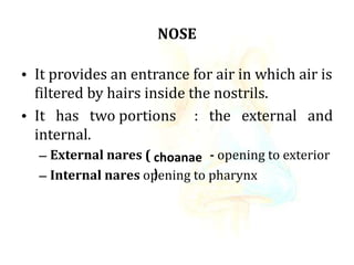 Anatomy of Respiratory system.pptx