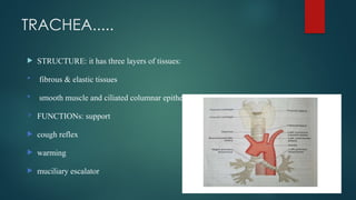 anatomy and physiology of respiratory system.pptx