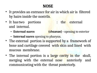 ١anatomy of respiratory system- Copy.pptx